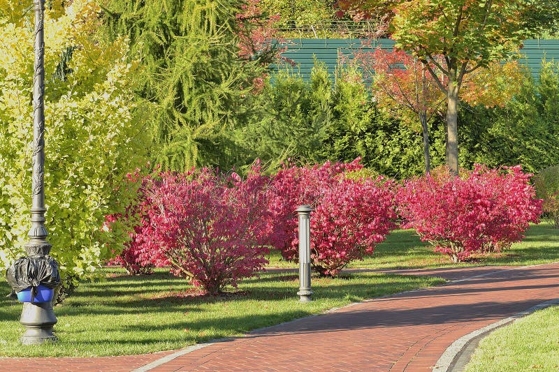 Beau Buisson En Parc D'automne Photo stock - Image du beau, herbe: 46456874