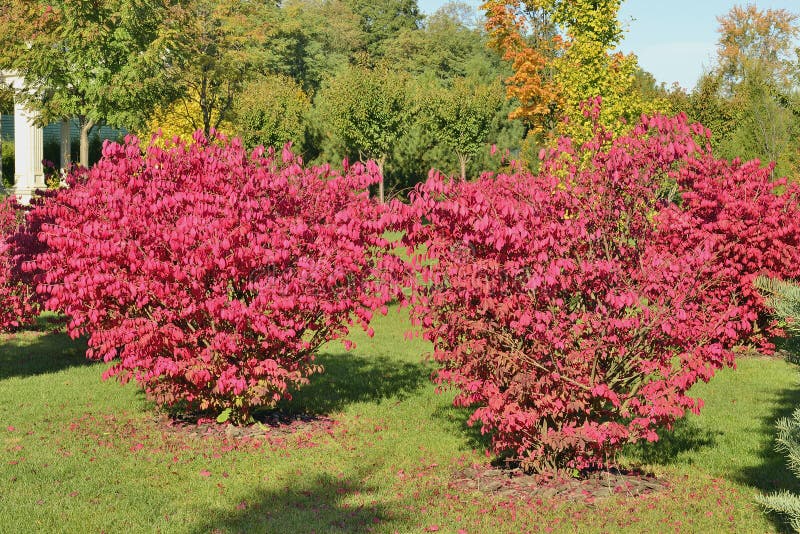 Beau Buisson En Parc D'automne Image stock - Image du végétation ...
