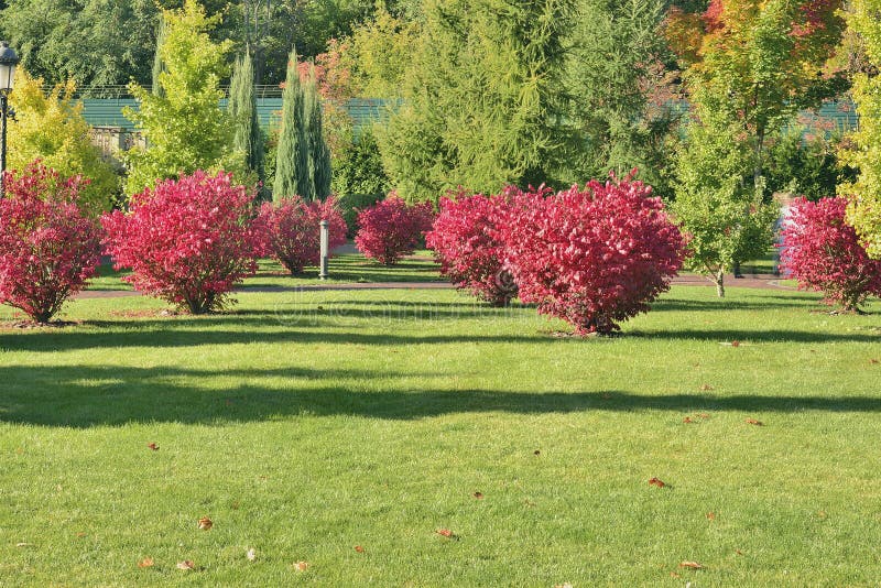 Beau Buisson En Parc D'automne Image stock - Image du végétation ...