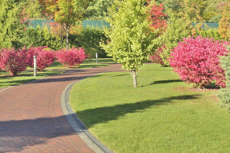 Beau Buisson En Parc D'automne Image stock - Image du végétation ...