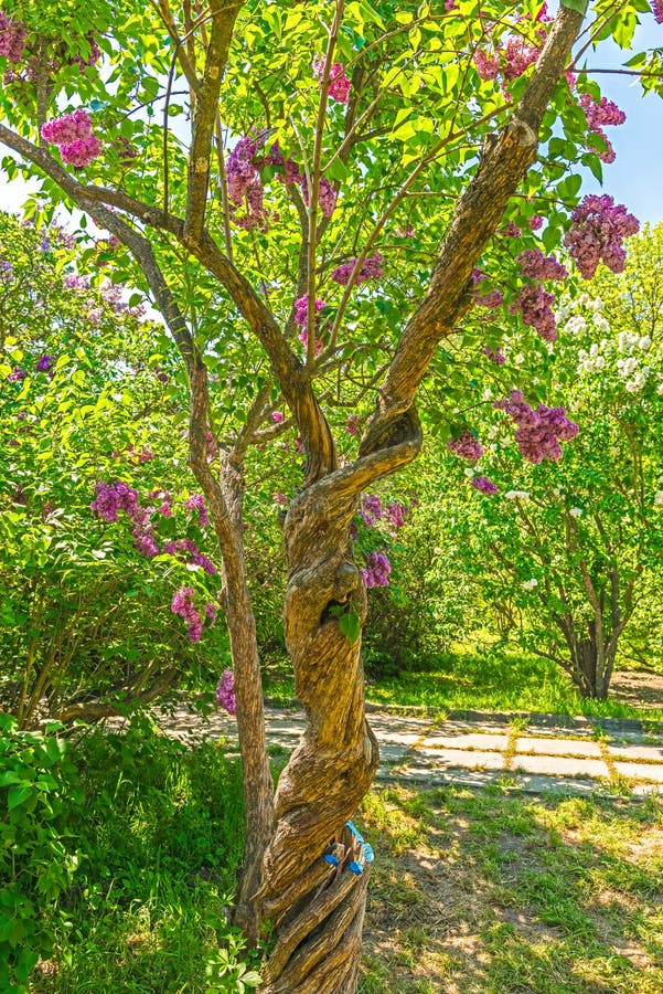 Beau Buisson En Parc D'automne Image stock - Image du végétation ...