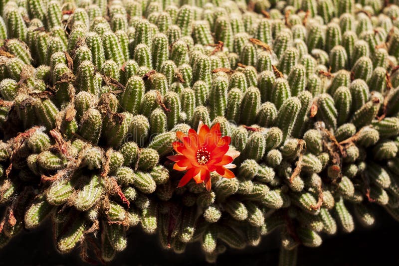 Beau cactus photo stock. Image du earth, décoration, botanique - 45752064