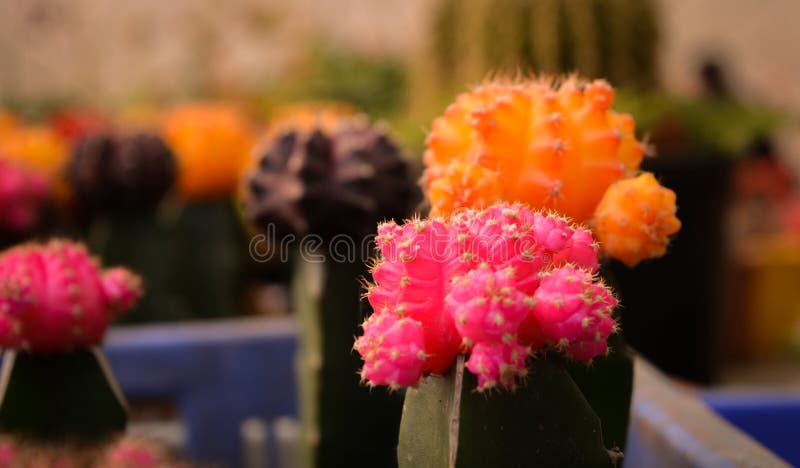Beau Cactus De Lune Dans Le Jardin Avec Le Contexte Jaune De Cactus ...