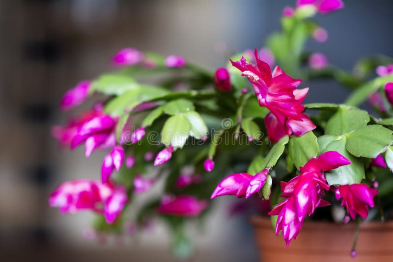 Beau Cactus De Noël Rose Dans Un Pot D'argile Photo stock - Image du ...