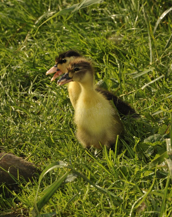 Un Beau Caneton Sur Une Pelouse Herbeuse Photo stock - Image du muscovy ...