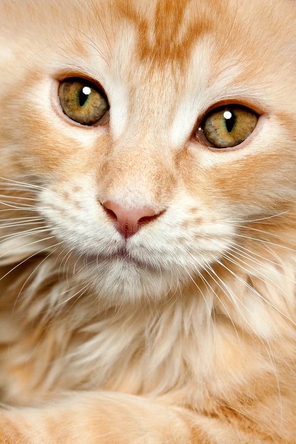 Beau chat image stock. Image du montre, fourrure, fermer - 16092359