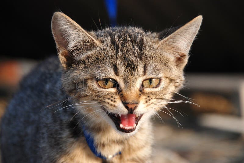 Beau chat image stock. Image du animaux, beau, pointu - 7227471