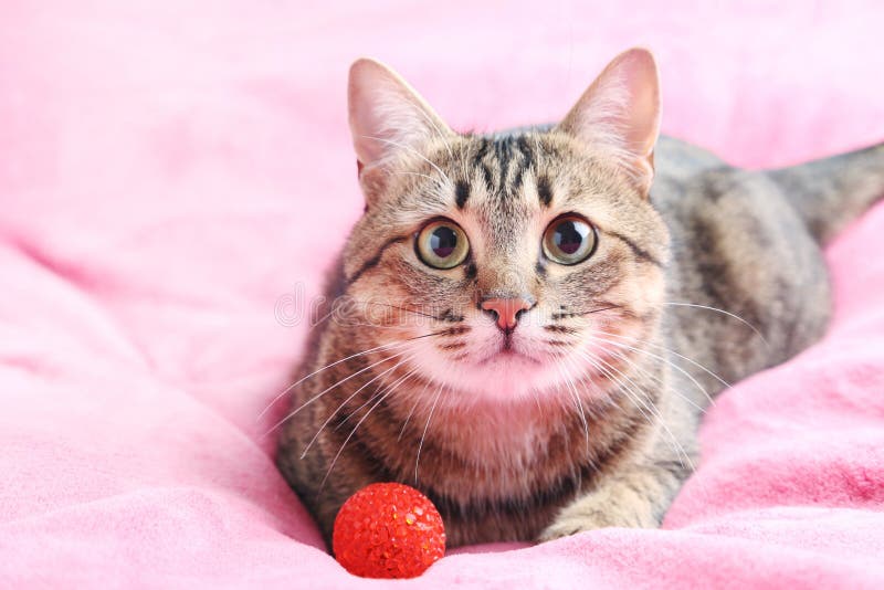 Beau chat image stock. Image du carnassier, fond, minou - 87791061