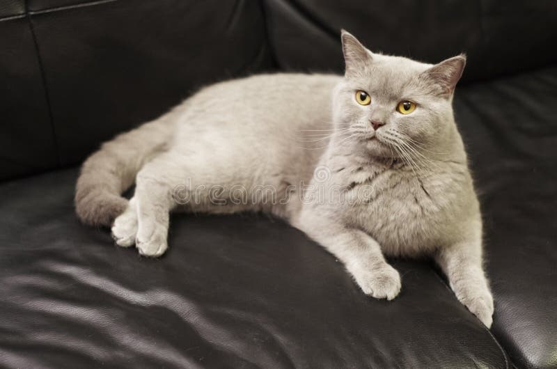 Beau Chat Britannique Sur Un Sofa En Cuir Noir Photo stock - Image du ...