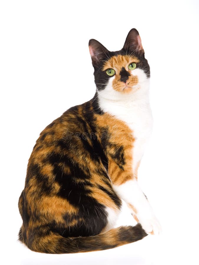 Beau Chat De Calicot Sur Le Fond Blanc Image stock - Image du pets ...