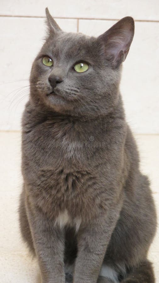 Beau chat de korat image stock. Image du centre, pelucheux - 89531225