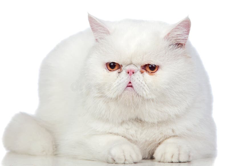 Beau, De Race Chat Chaton - Portrait De Chat Exotique Image stock ...