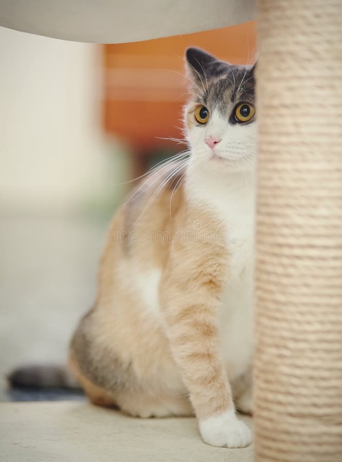 Le Petit Chaton Multicolore Se Repose Sur Un Fond Blanc. Image stock ...