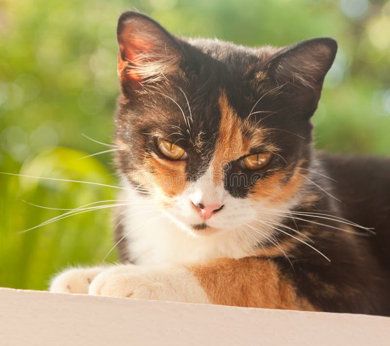 Verticale D'un Chat Multicolore Image stock - Image du chat, verticale ...