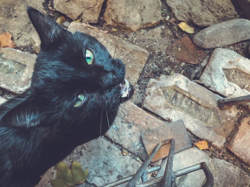 Beau Chat Noir Dans La Rue Tir En Gros Plan Image stock - Image du ...