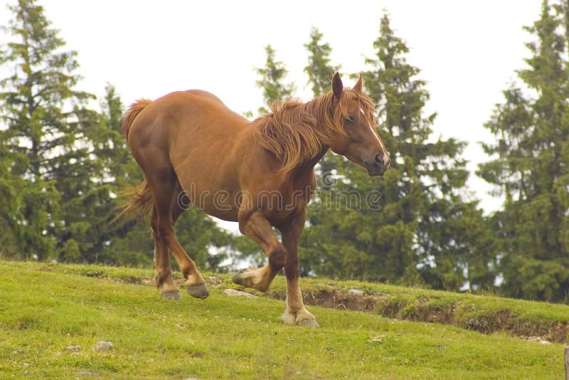Beau cheval photo stock. Image du scène, mammifère, brun - 20088268
