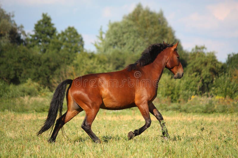 Cheval De Baie Fonctionnant Dans Le Domaine Image stock - Image du ...