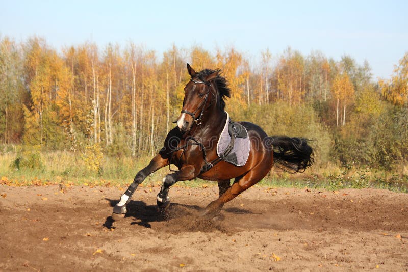 Beau Cheval De Baie Galopant En Automne Image stock - Image of galoper ...