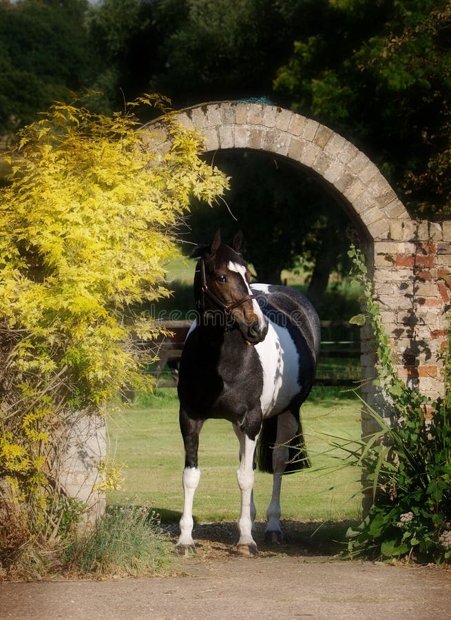 Beau cheval debout photo stock. Image du debout, cheval - 28539236