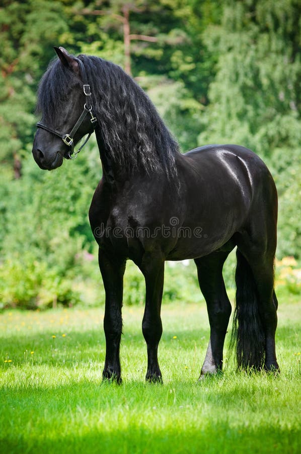 Beau Cheval Frison Se Tenant Dehors Image stock - Image du herbe ...