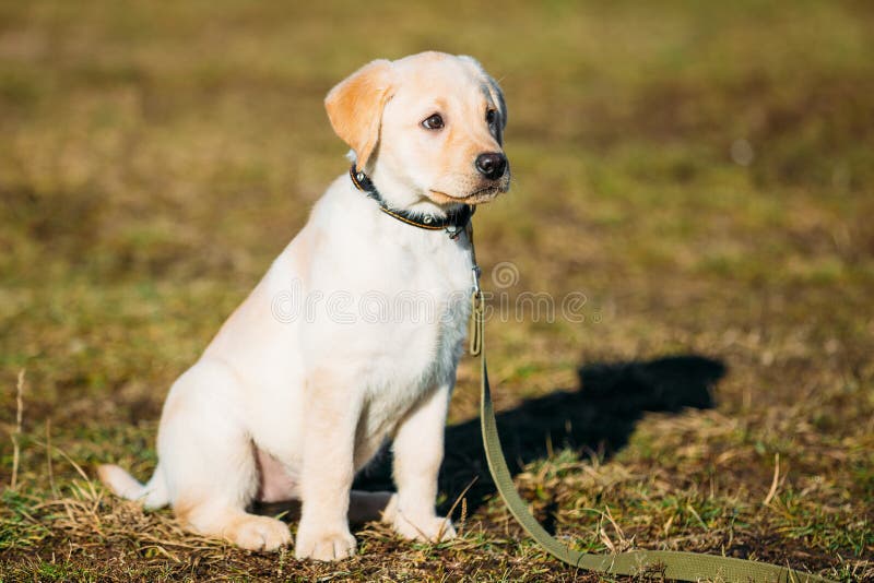 Le Chiot Blanc De Labrador Se Reposent Sur L'herbe Image stock - Image ...