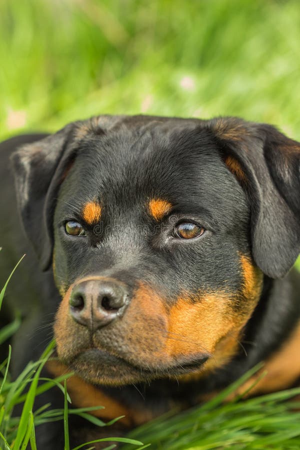 Rottweiler de chiot image stock. Image du chiot, rottweiler - 1821301