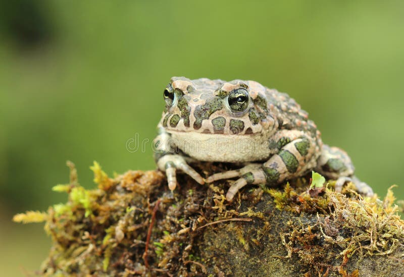 Beau Crapaud Vert Européen Bufo Viridis Image stock - Image du fermer ...