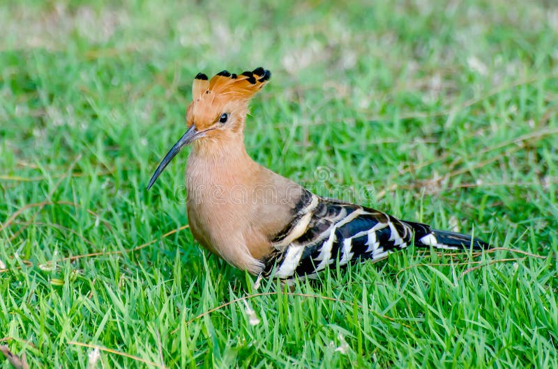 Beau du jeune pivert image stock. Image du picoter, animal - 41225631