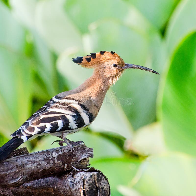 Beau du jeune pivert image stock. Image du picoter, animal - 41225631