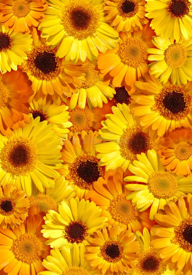 Beau fond floral jaune photo stock. Image du jaune, centrales - 19998034