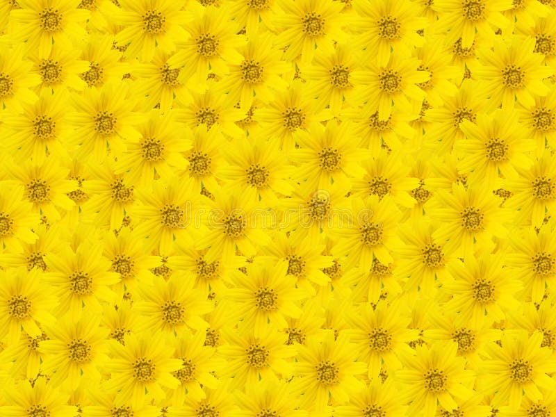 Couleurs Jaunes D'automne De Calendula D'usine De Jaune De Fond De ...