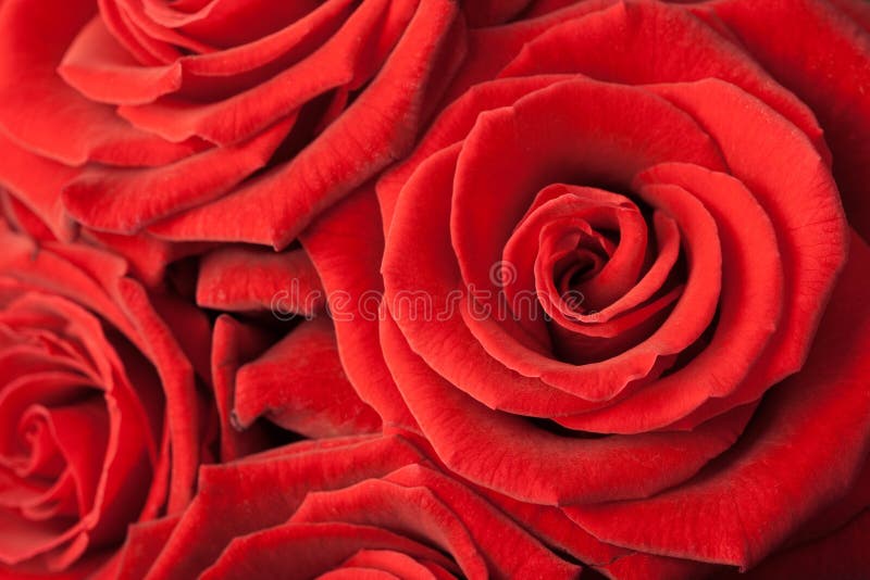 Bouquet des roses fanées image stock. Image du amour - 33265963