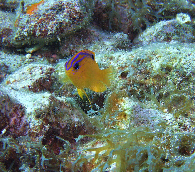 Beau Gregory Damselfish stock image. Image of colorful - 224108181