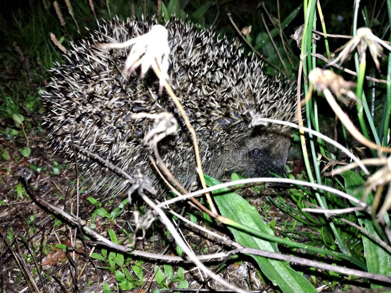 Hérisson De Mer (oursin) En Costa Dorada, Espagne Image stock - Image ...