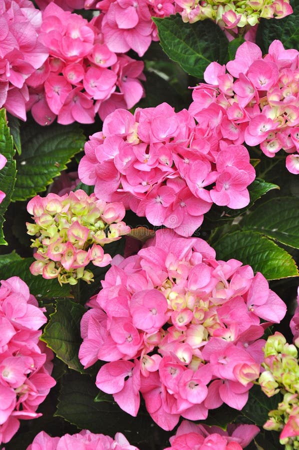 Beau Hydrangea rose Bush image stock. Image du saison - 22936571