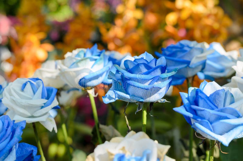 Beau Jardin De Roses Bleues Et Blanches Photo stock - Image du beau ...