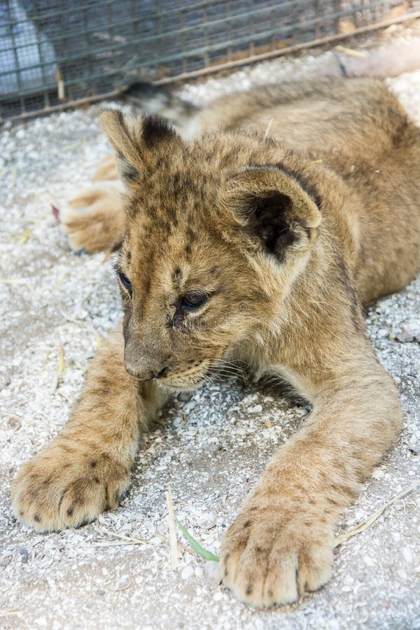 Beau jeune lion image stock. Image du lion, beau, jeune - 107016307