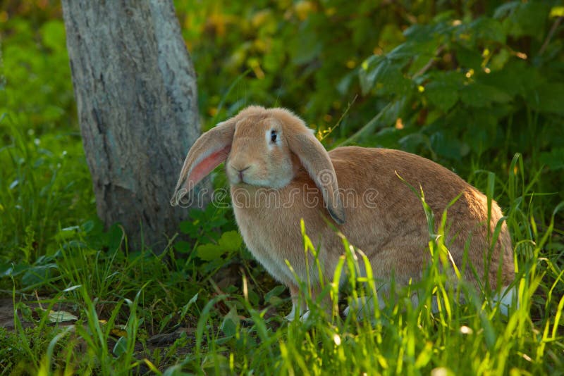 Le Lapin Roux Avec Des Yeux Au Beurre Noir Dans Une Cage Mange L'herbe ...