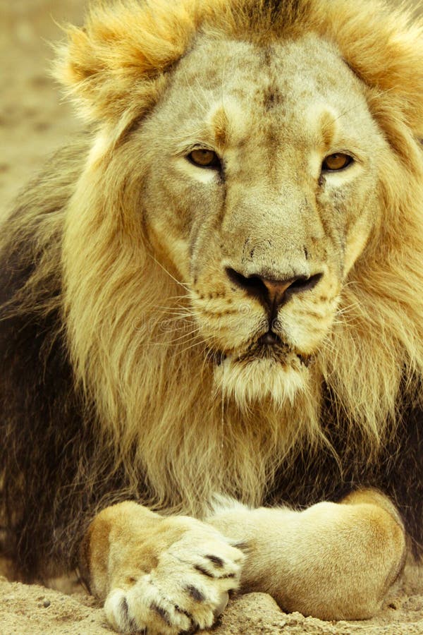Portrait De Lion De Barbarie (Panthera Lion Lion), Scène Animale Photo ...