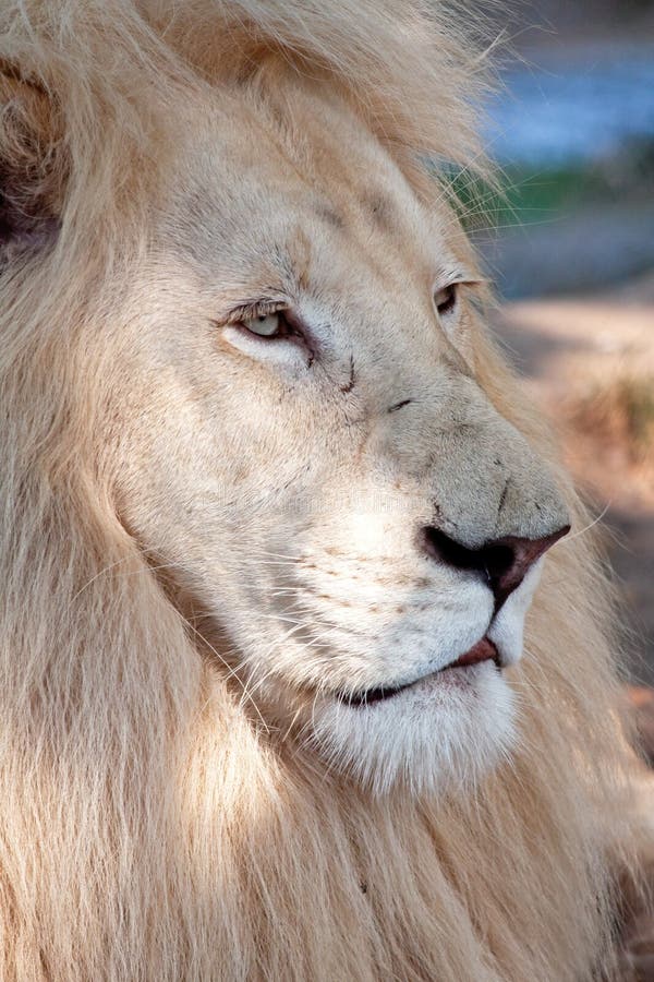 Beau lion blanc image stock. Image du carnassier, blanc - 12813835