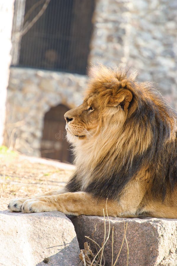 Beau Lion puissant image stock. Image du bêtes, mammifère - 164886407