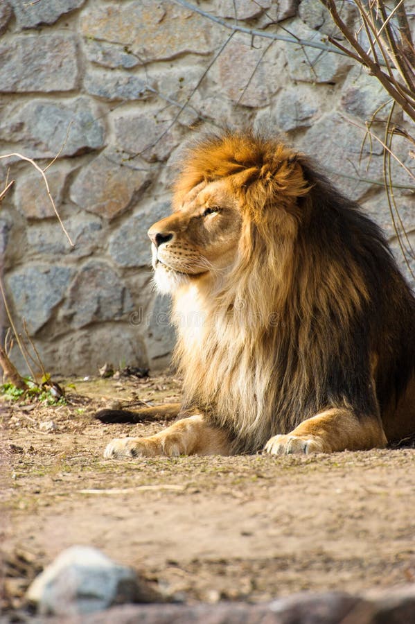 Beau Lion puissant photo stock. Image du chasseur, nationale - 164887102