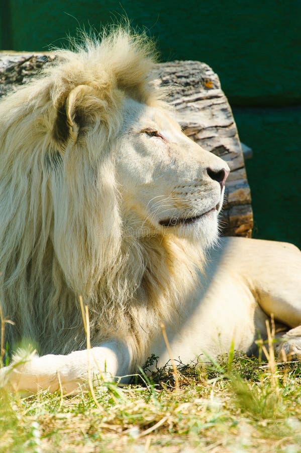 Beau Lion puissant image stock. Image du closeup, attentif - 156018163