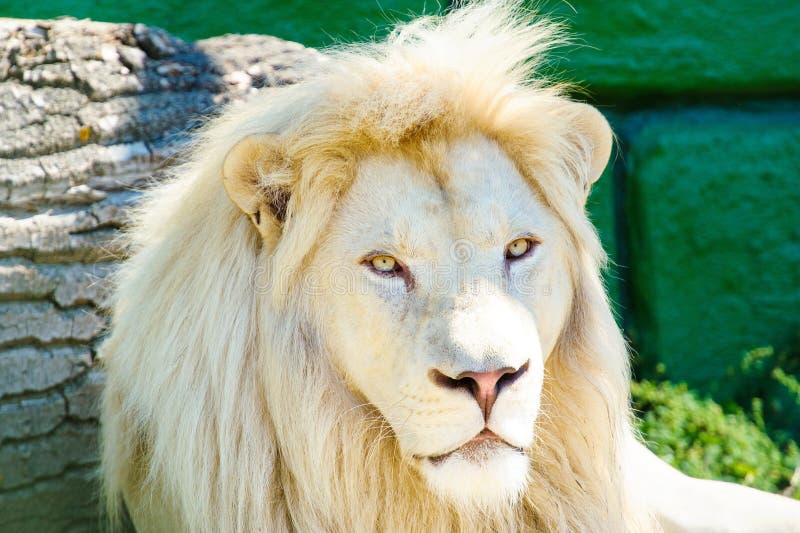 Beau Lion puissant image stock. Image du fermer, attentif - 156018163