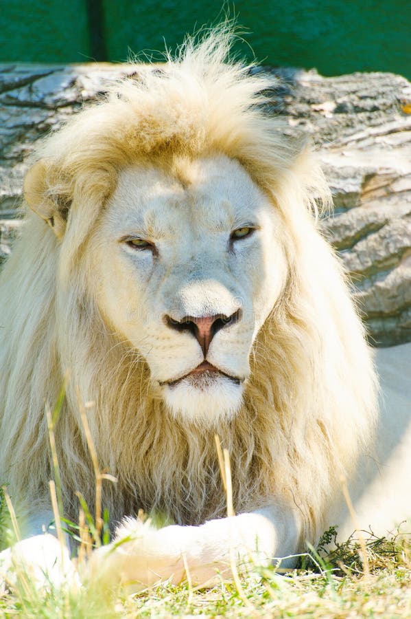 Beau Lion puissant image stock. Image du closeup, attentif - 156018163