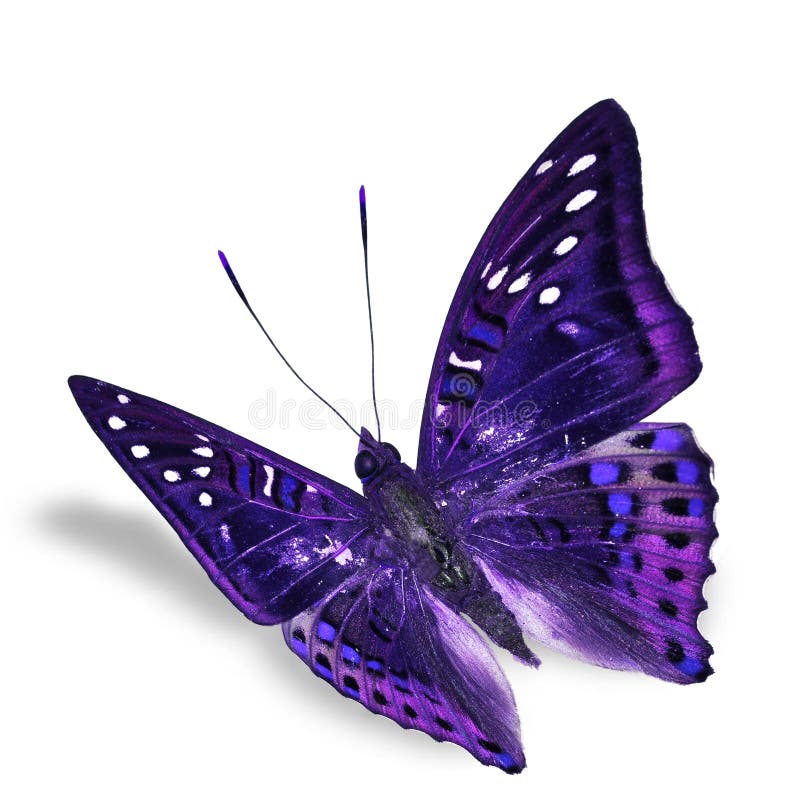 Beau papillon photo stock. Image of aile, blanc, simple - 38334860