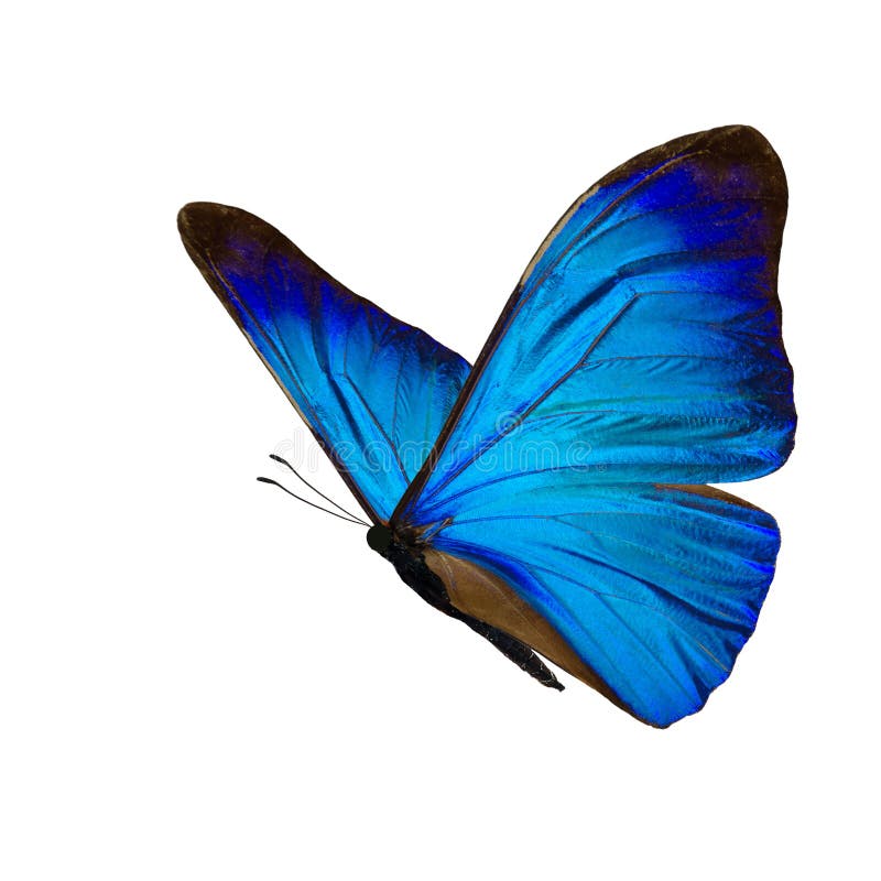 Beau Papillon De Monarque Bleu Image stock - Image du ailes, nord: 64140881