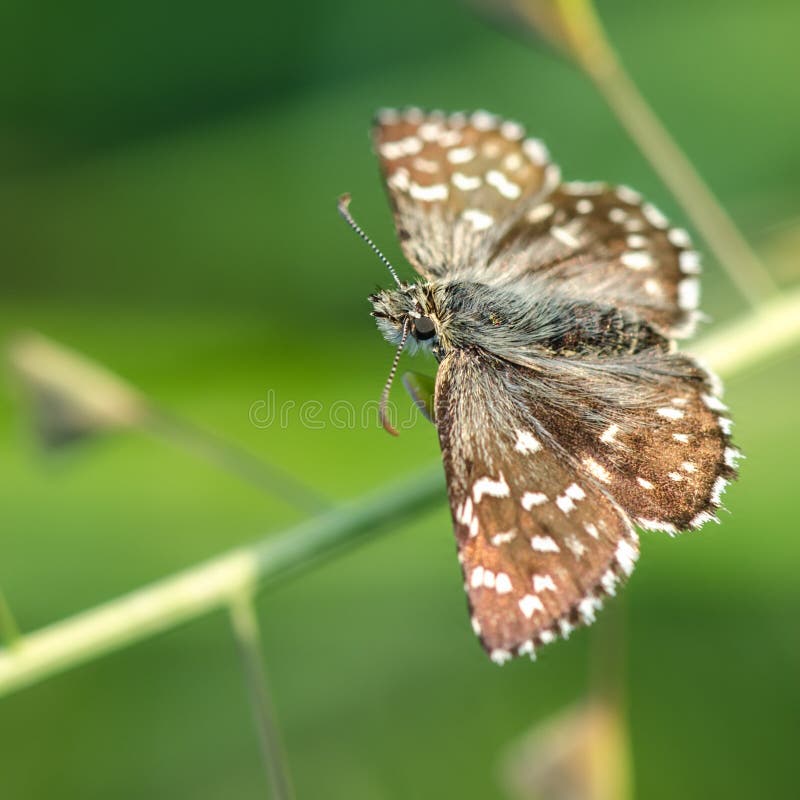 Beau papillon brun image stock. Image du monarque, positionnement ...