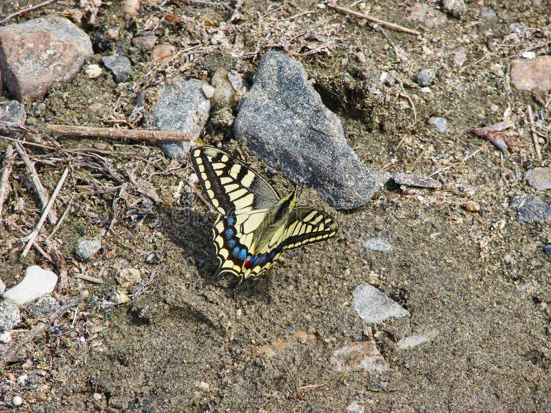 Le Papillon Jaune Sur Le Fond Blanc Une Photo 5 Photo stock - Image du ...