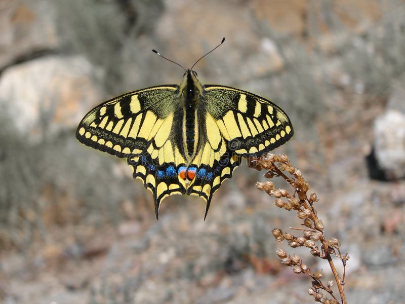 Le Papillon Jaune Sur Le Fond Blanc Une Photo 5 Photo stock - Image du ...